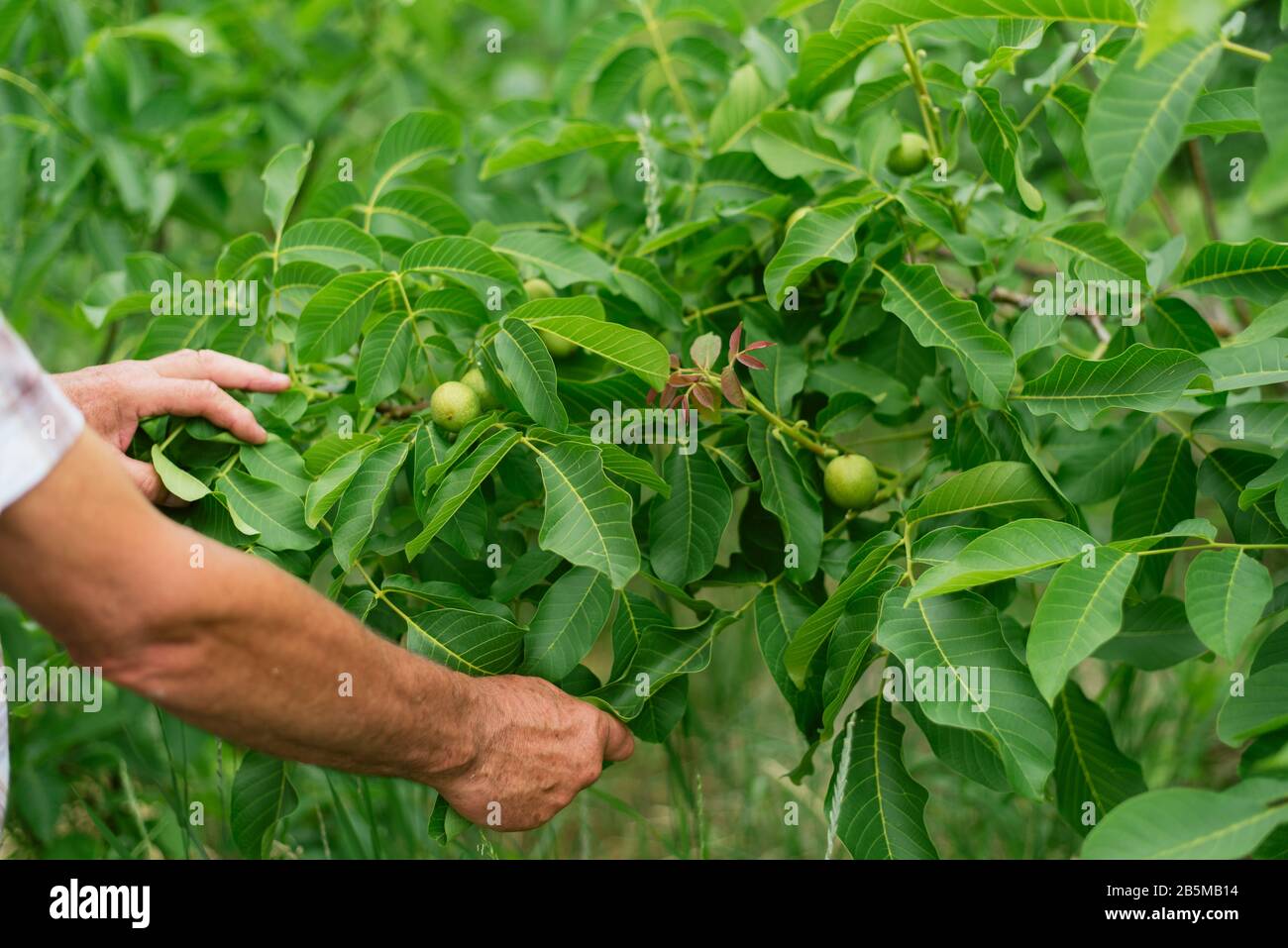 A man harvests from a tree. Gardener's hands touch walnuts hanging on a ...