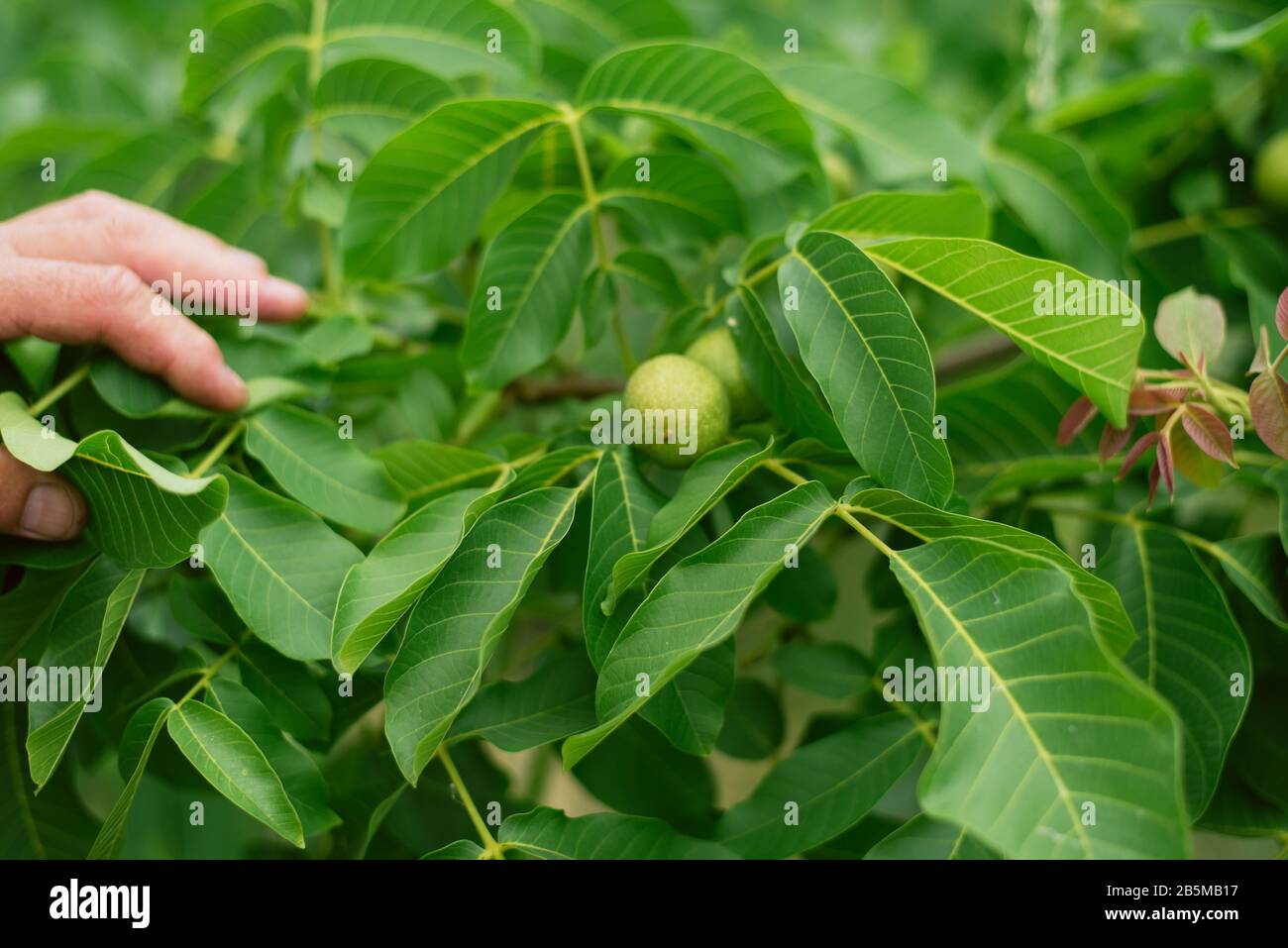 A man harvests from a tree. Gardener's hands touch walnuts hanging on a ...
