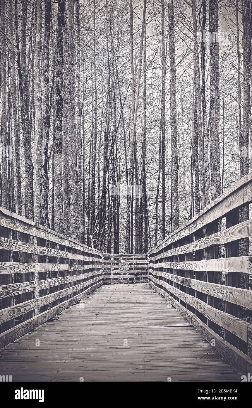 The Bluff Lake Boardwalk leads through Sam D. Hamilton Noxubee Wildlife ...