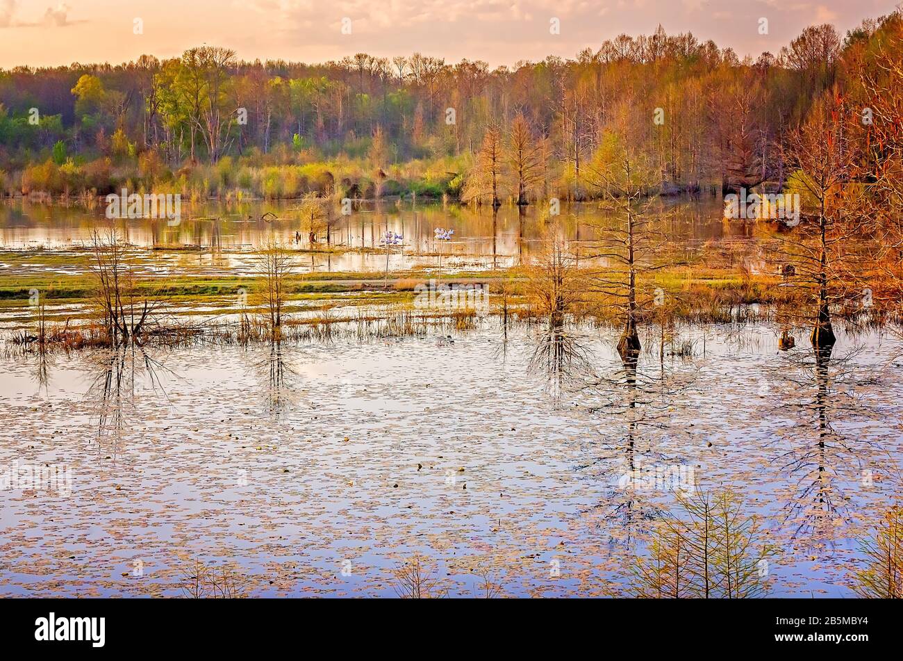 Bald cypress trees stand in Bluff Lake at Sam D. Hamilton Noxubee ...