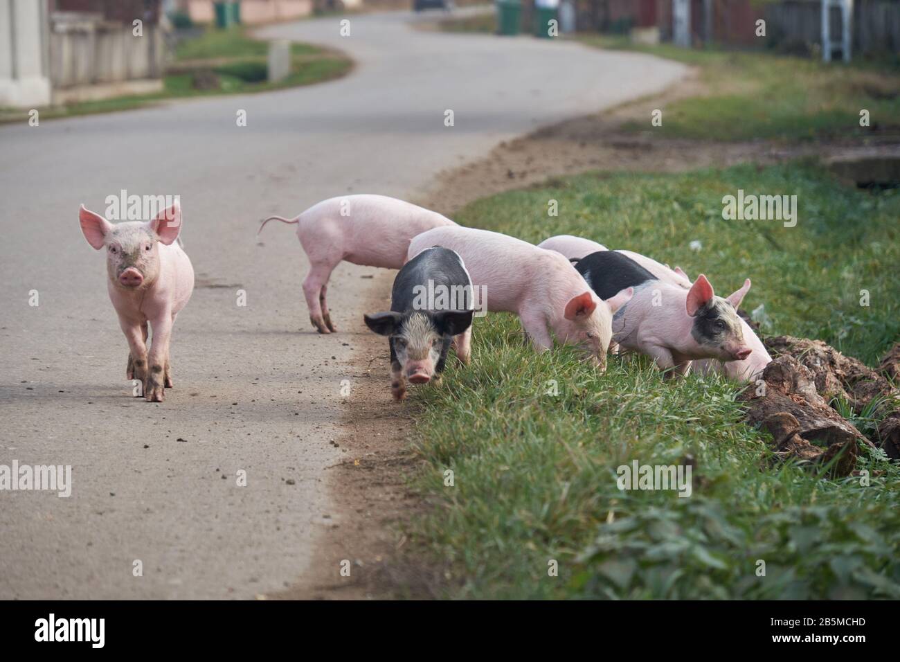 piglets walking down the street in transylvanian vilage Stock Photo - Alamy