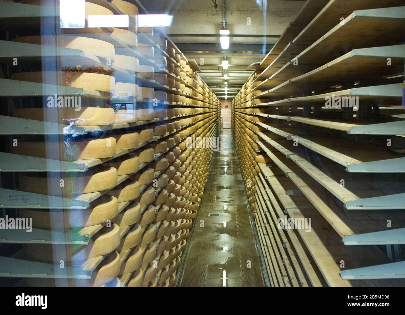 Cheese factory production shelves with aging cheese Stock Photo - Alamy