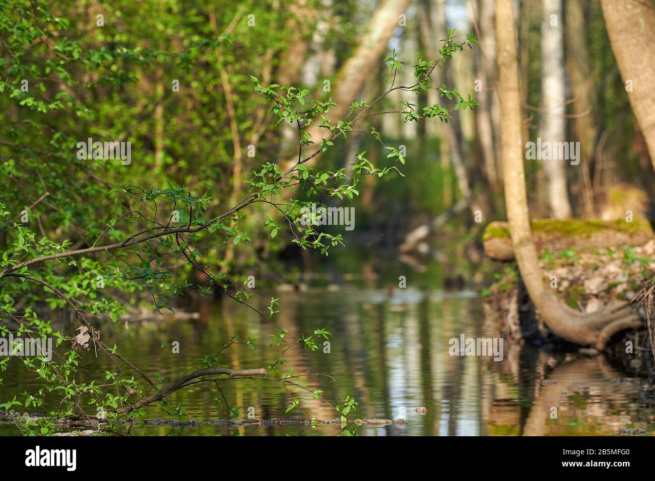 Tree and river hi-res stock photography and images - Alamy