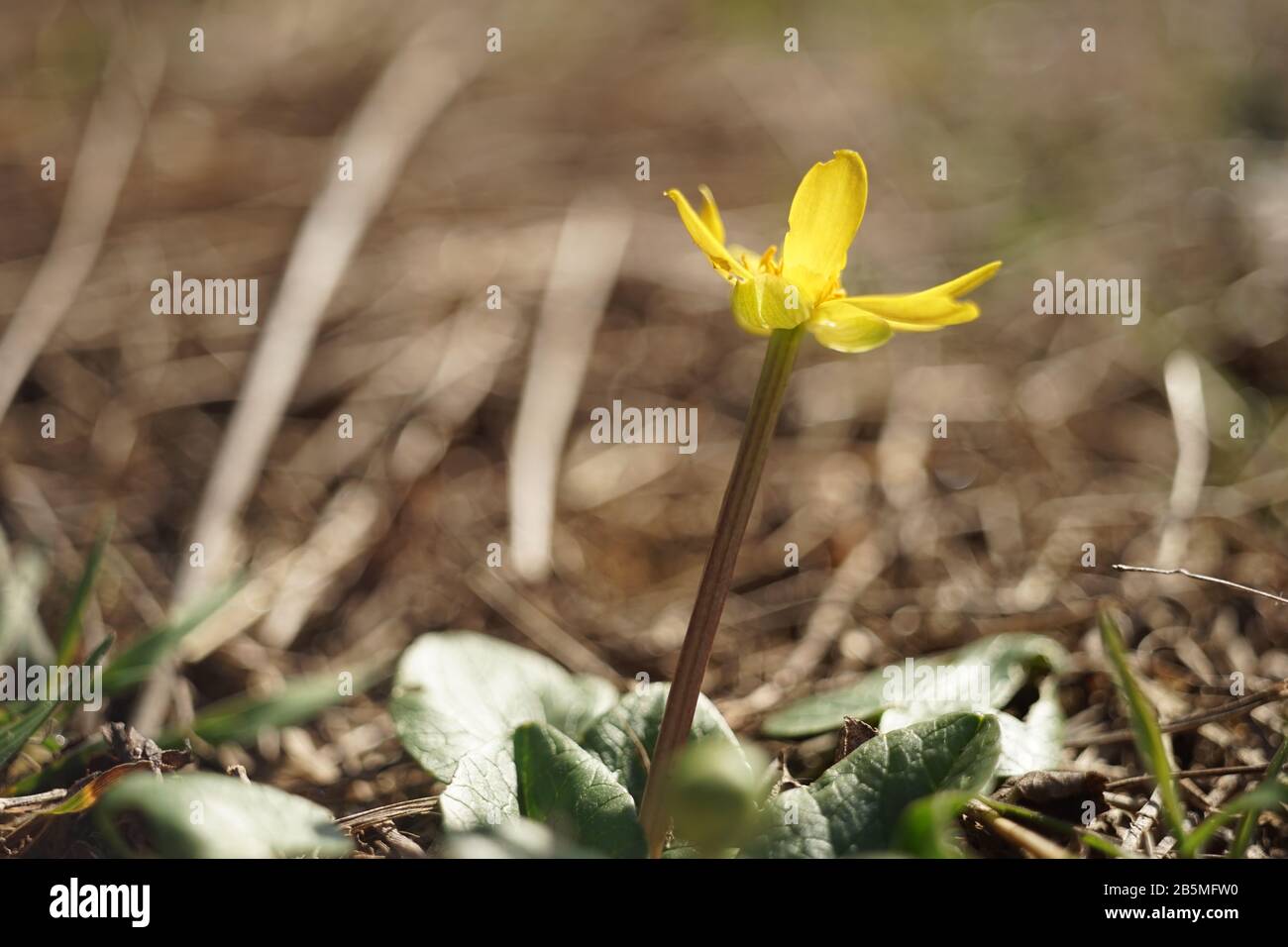 Yellow marsh marigold flower growing in a sunny field, side view Stock ...