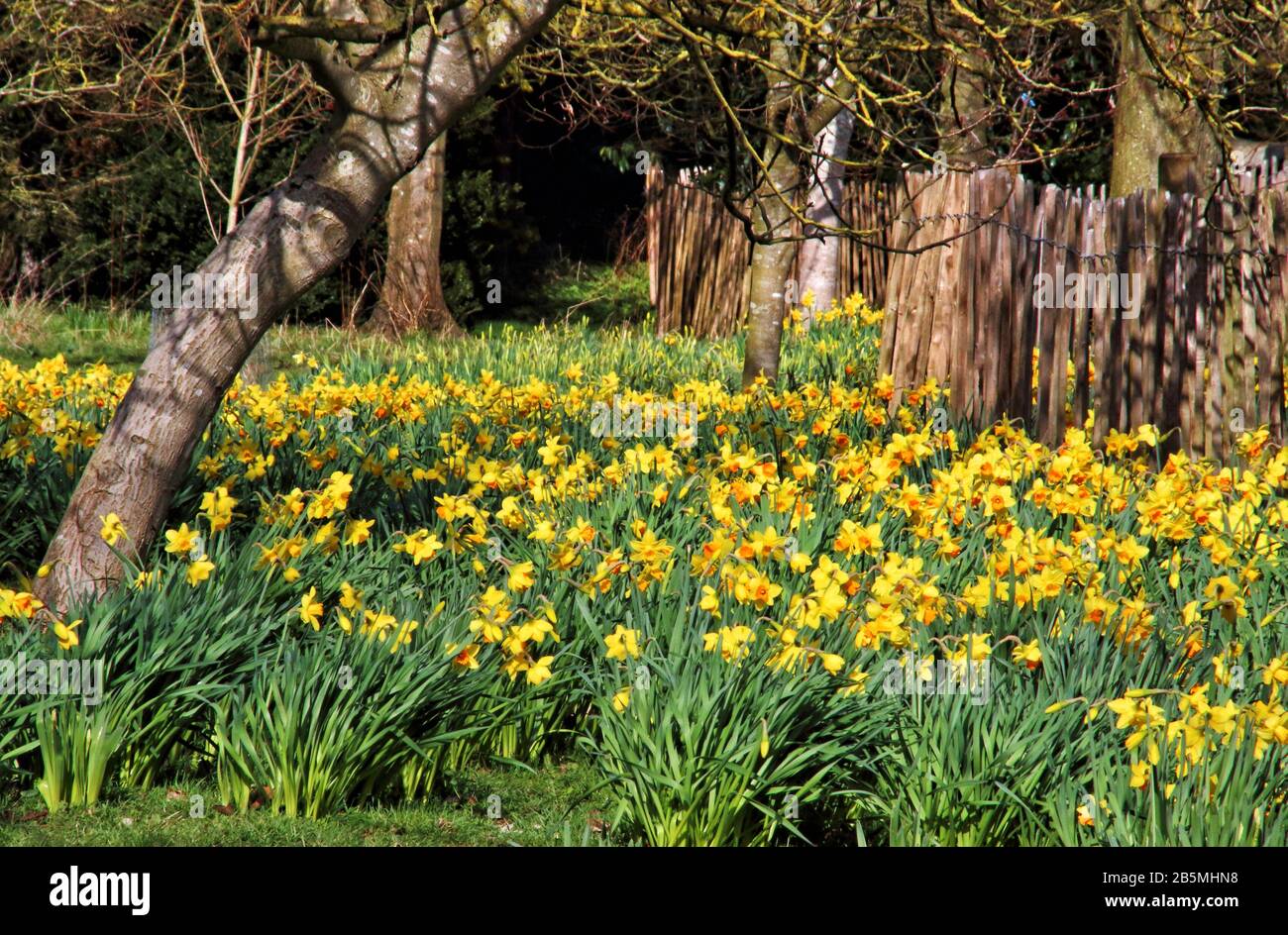 Dazzling Daffodils in bloom - Spring sunshine brings out the flowers on ...