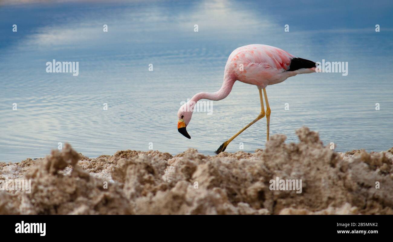 Pink flamingo walking alone and drinking water inside a salt lagoon in ...