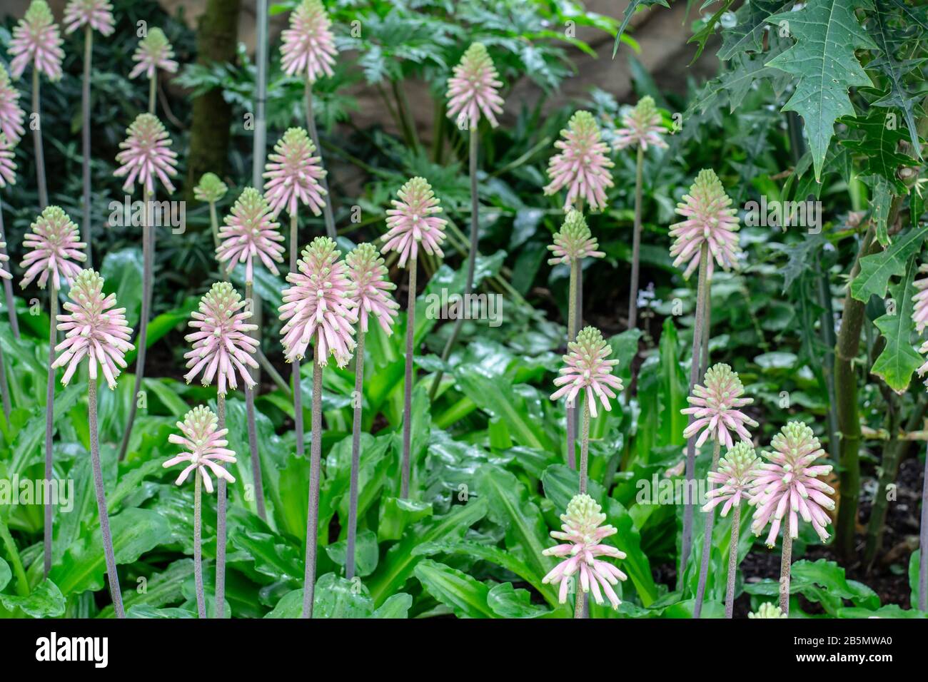 Salmon Flowers High Resolution Stock Photography and Images - Alamy