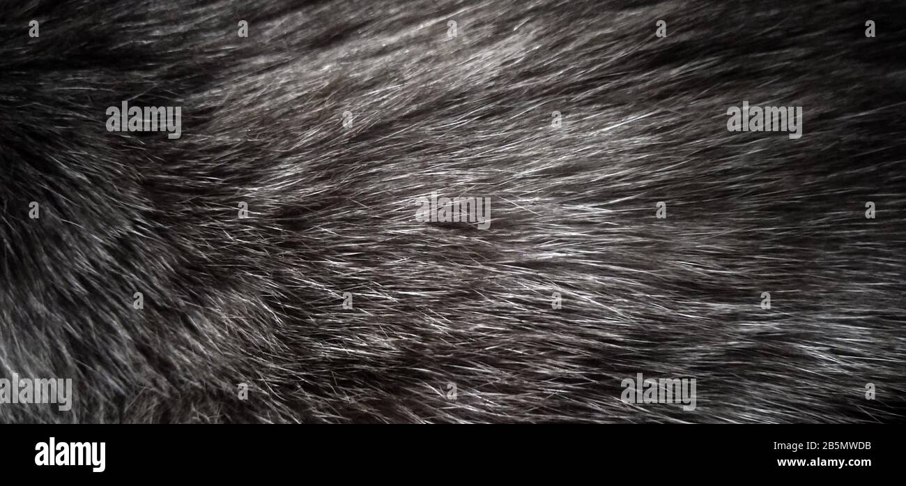 Siamese cat fur texture Stock Photo - Alamy