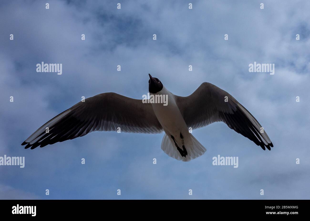 White-blue gull with a black head on a background of cloudy sky Stock ...