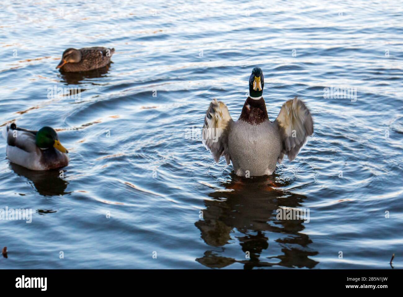 Duck stretching its wings hi-res stock photography and images - Alamy