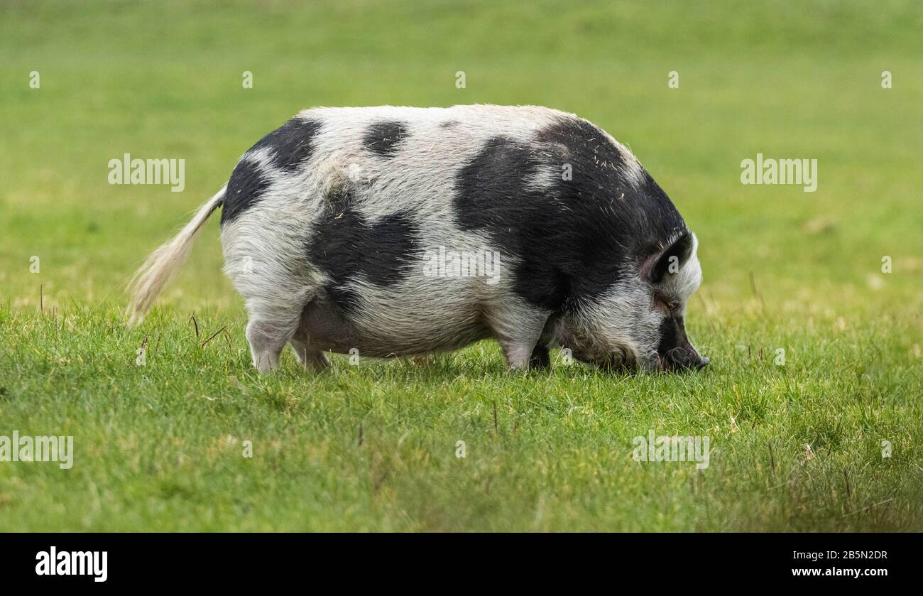 Fat pig eating livestock domestic hi-res stock photography and images ...