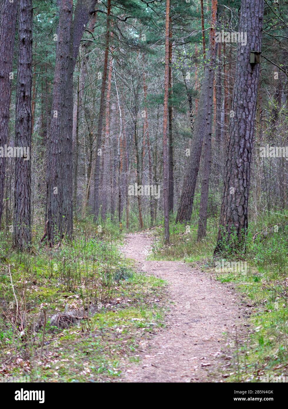 Winding path in a dense pine forest Stock Photo - Alamy