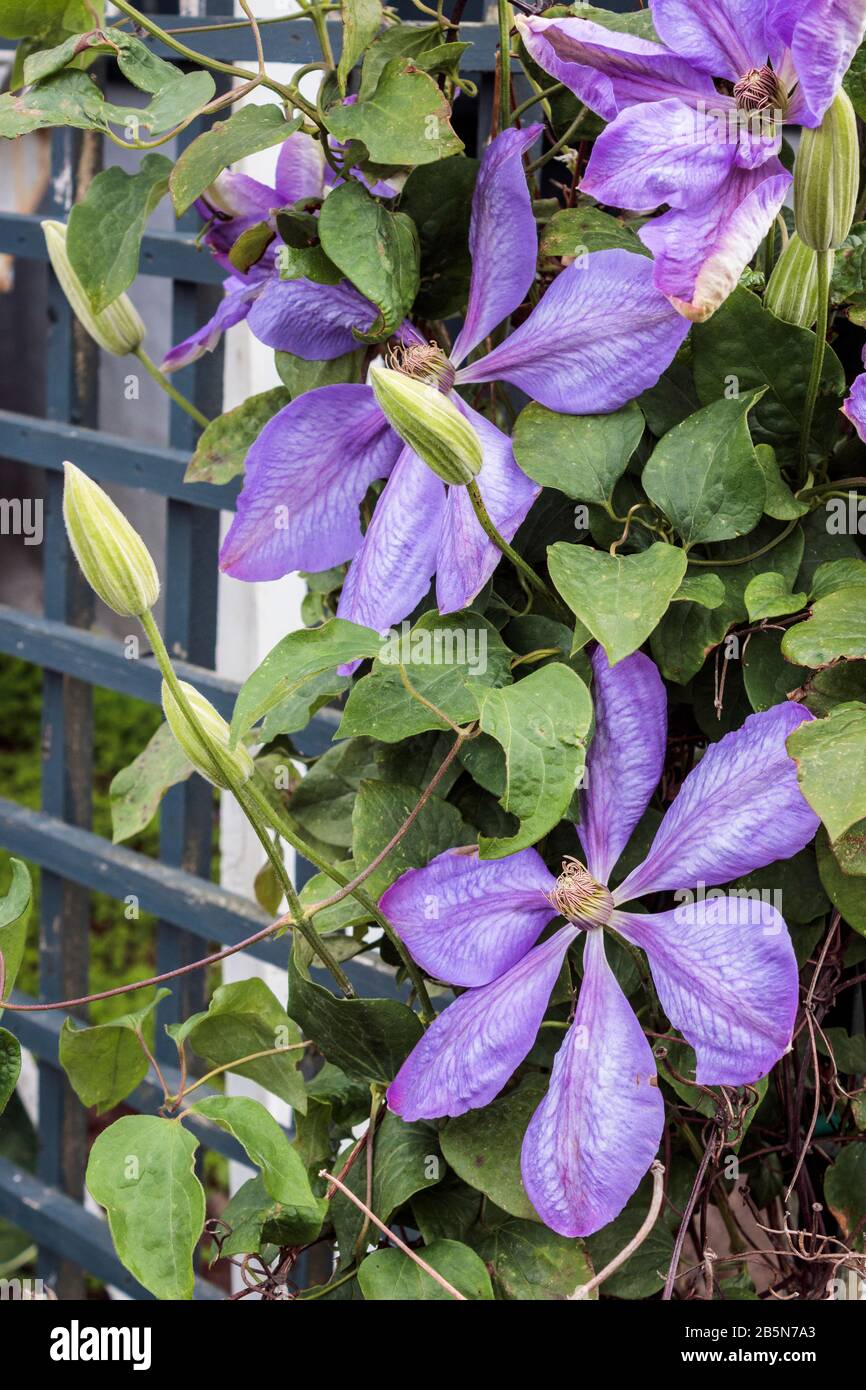 Clematis buds hi-res stock photography and images - Alamy