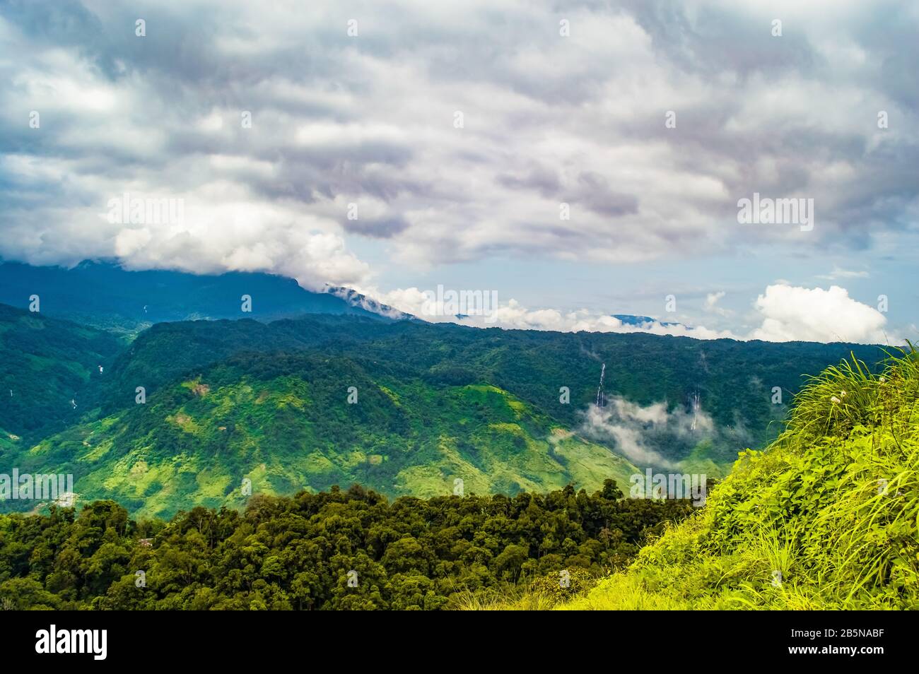 The Tea Farm near Pollachi , South India Stock Photo - Alamy