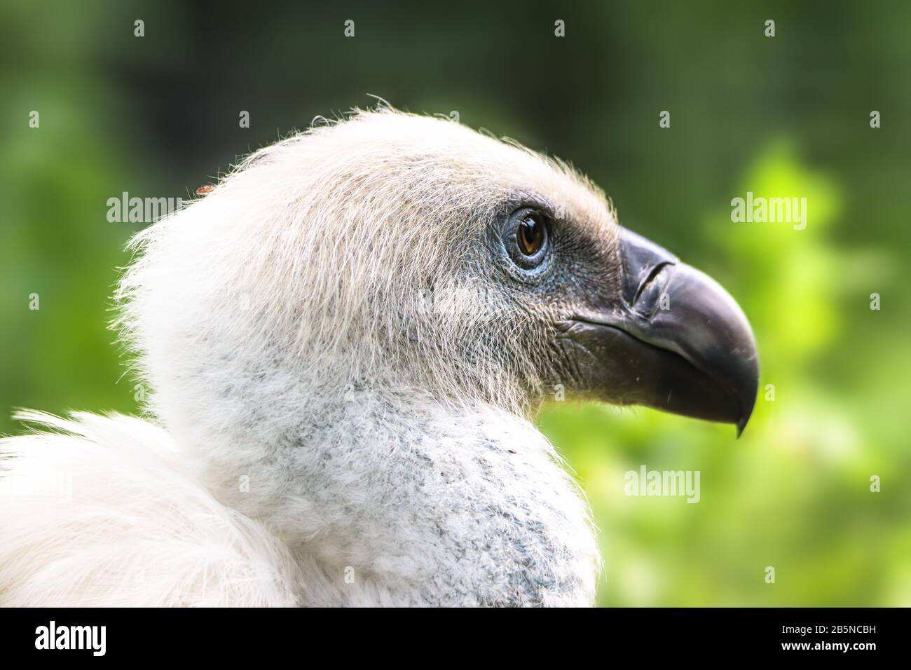 White Griffon Vulture bird close up profile portrait. White Eurasian ...