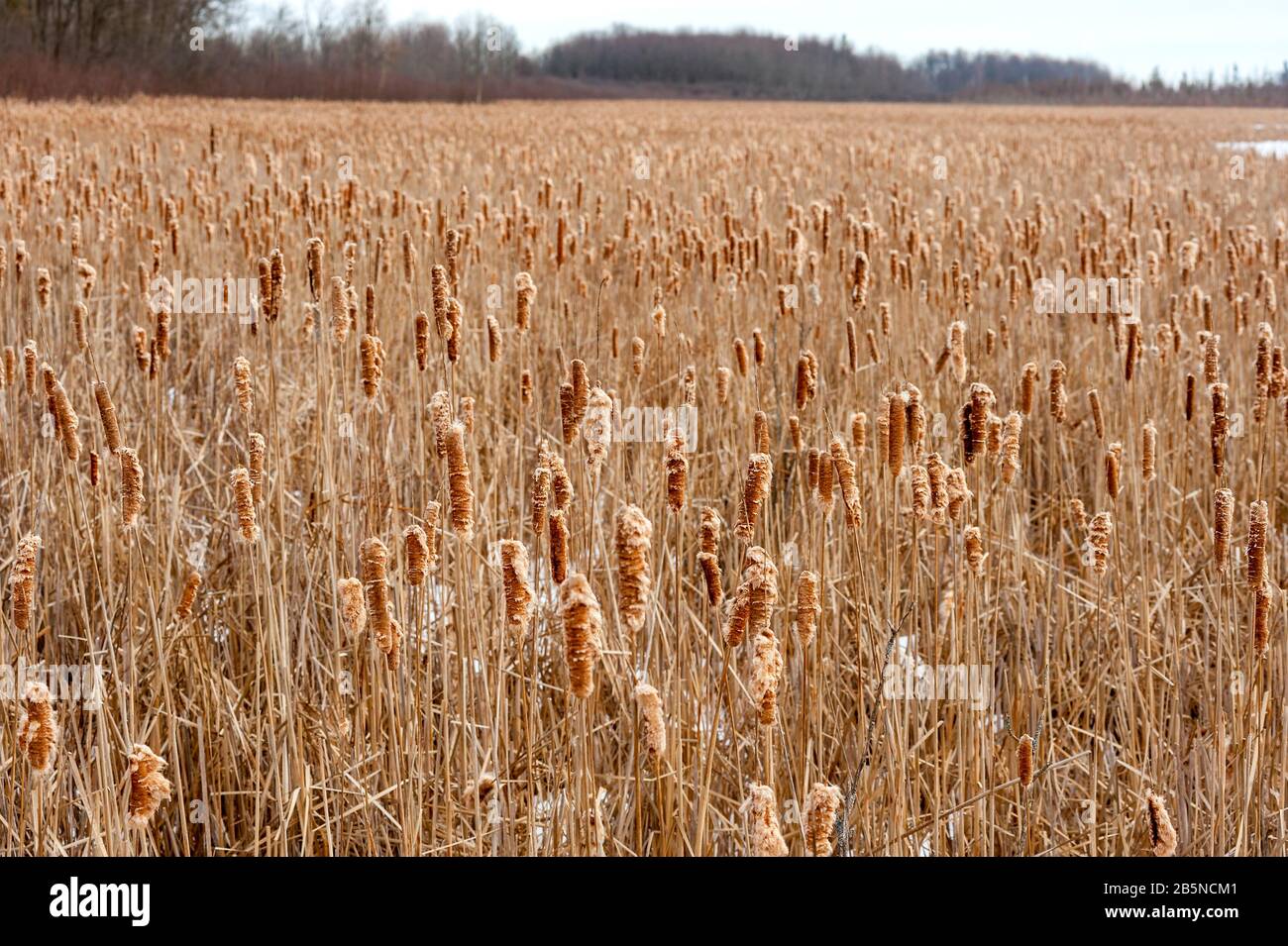 Field of Cattails Stock Photo - Alamy