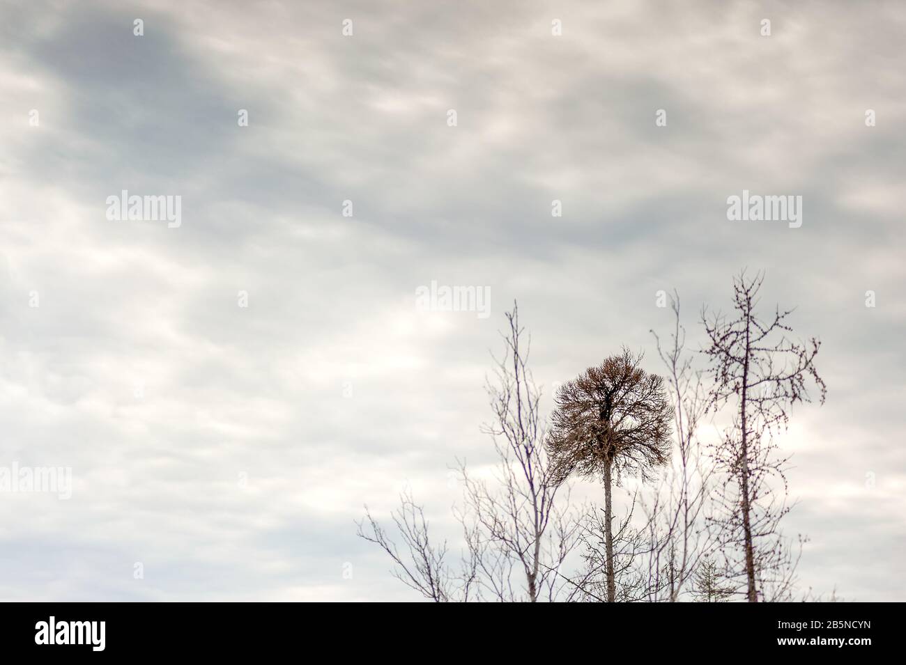 Minimal tree hi-res stock photography and images - Alamy