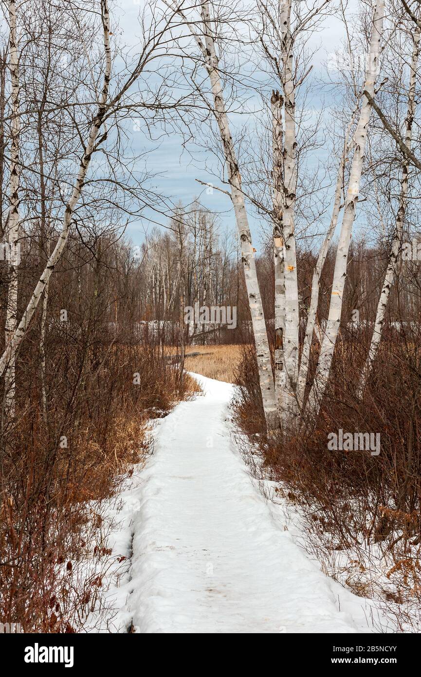 Trail through white birch trees Stock Photo - Alamy