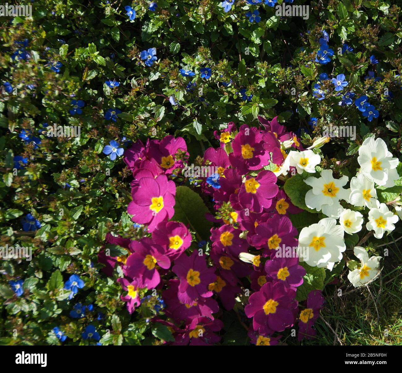 Cerise white primrose hi-res stock photography and images - Alamy