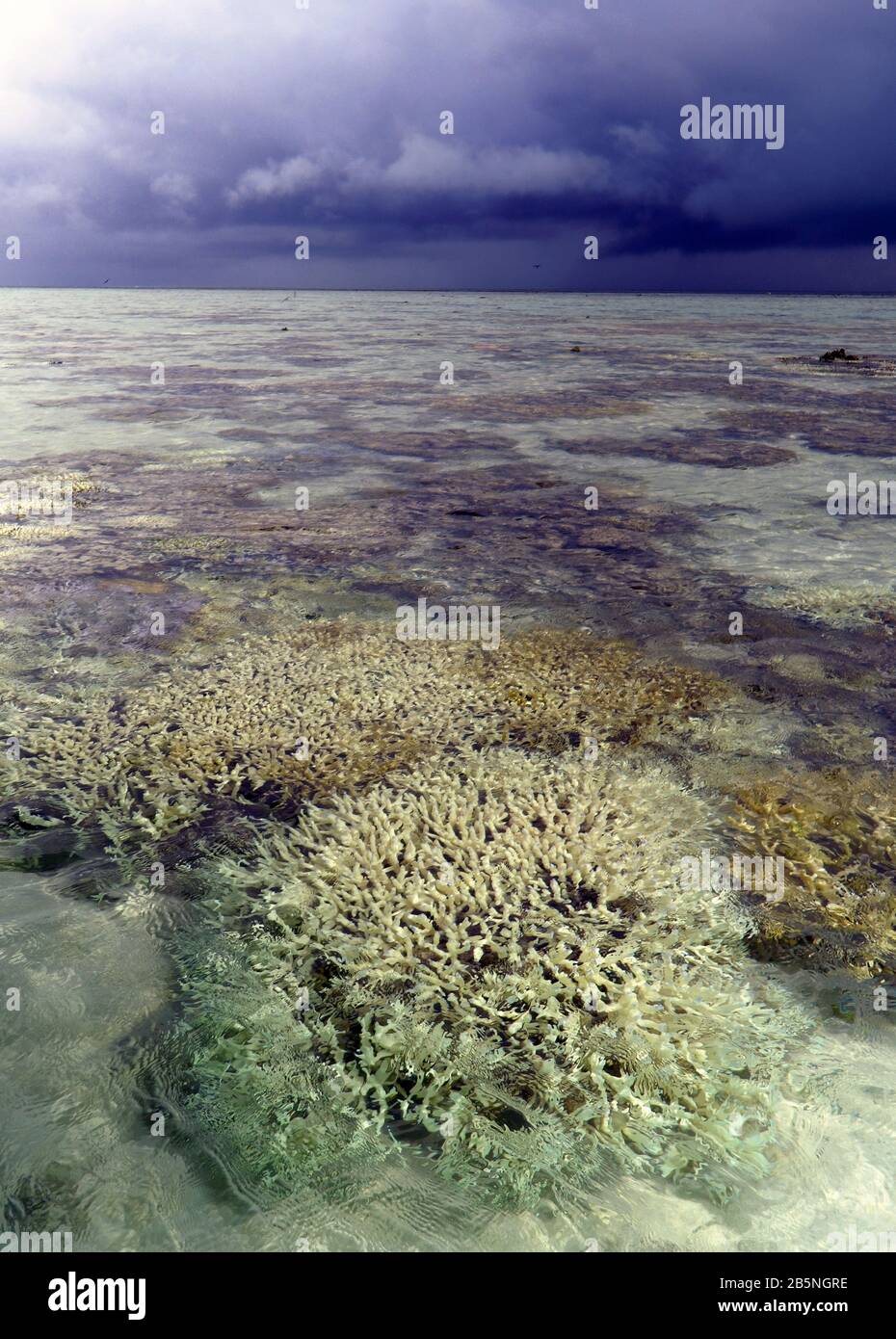 Storm over reef flat at low tide with many bleaching corals, Heron ...