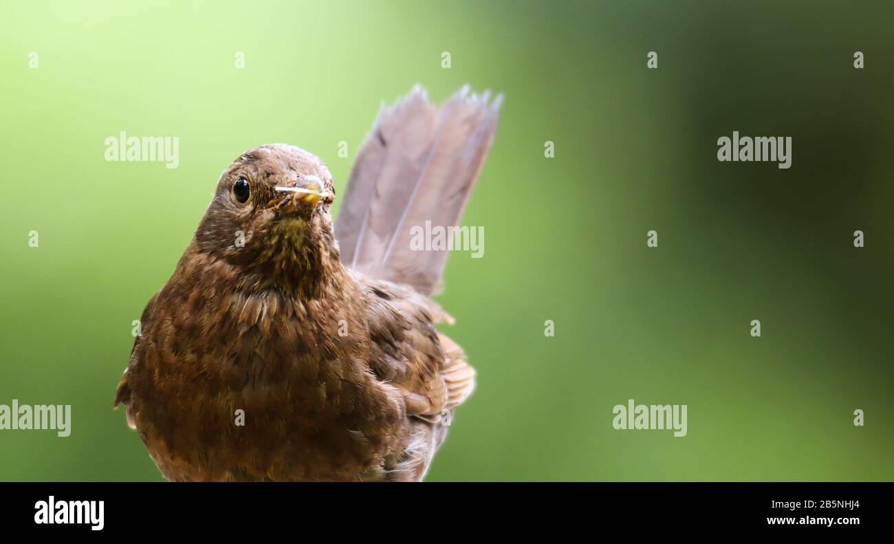 Black bird eating insects hi-res stock photography and images - Alamy