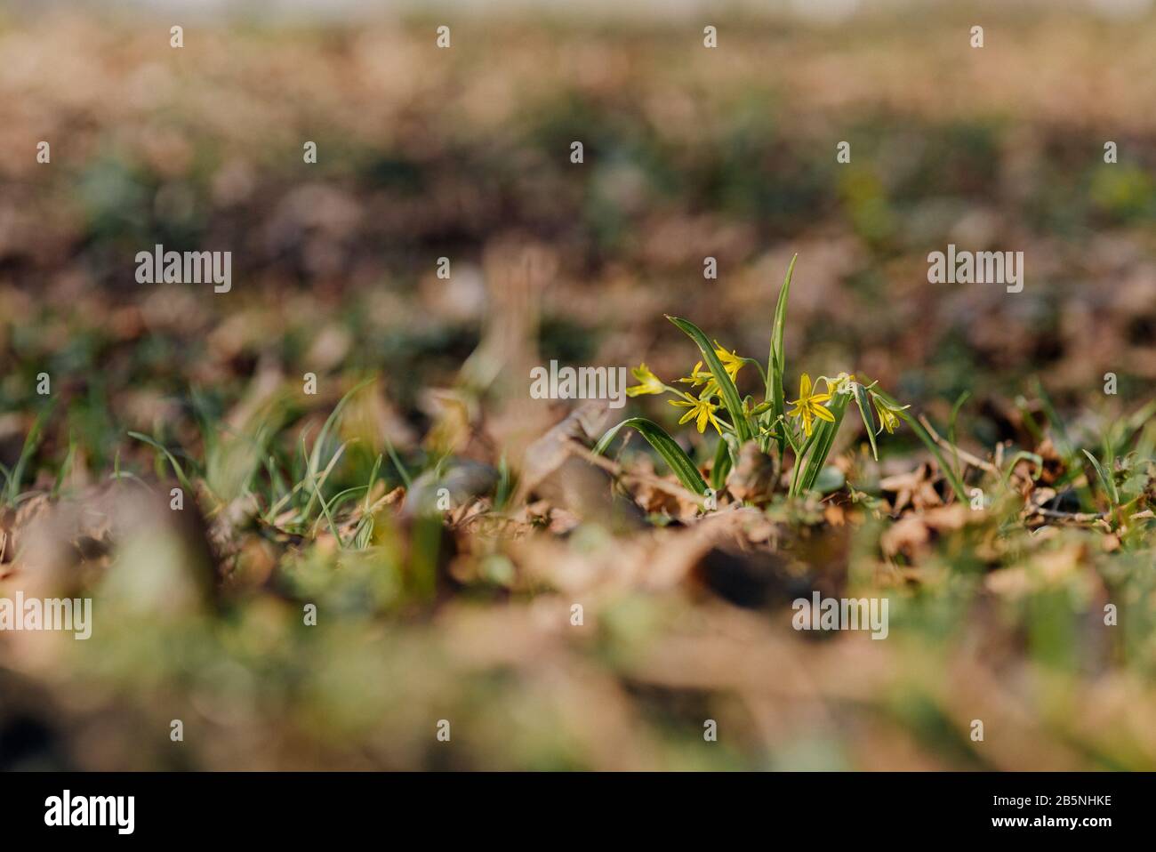 Gagea lutea is an endangered species hi-res stock photography and ...