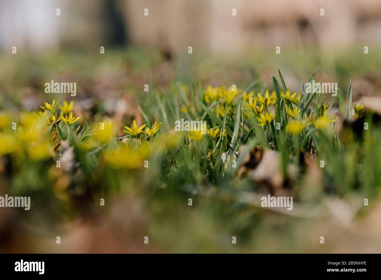Gagea lutea is an endangered species hi-res stock photography and ...