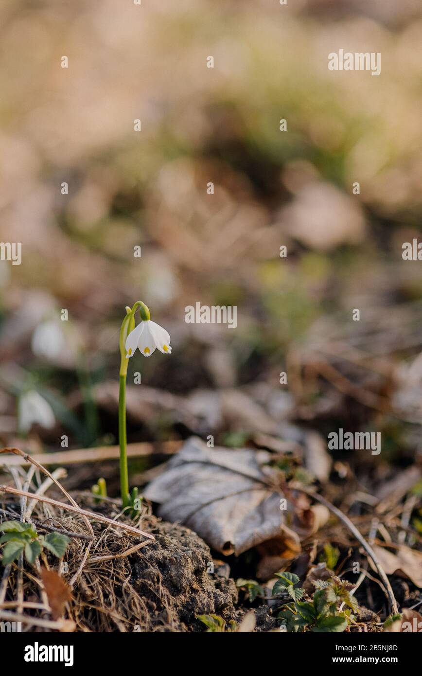 Snowflake also called Summer Snowflake or Loddon Lily or Leucojum ...
