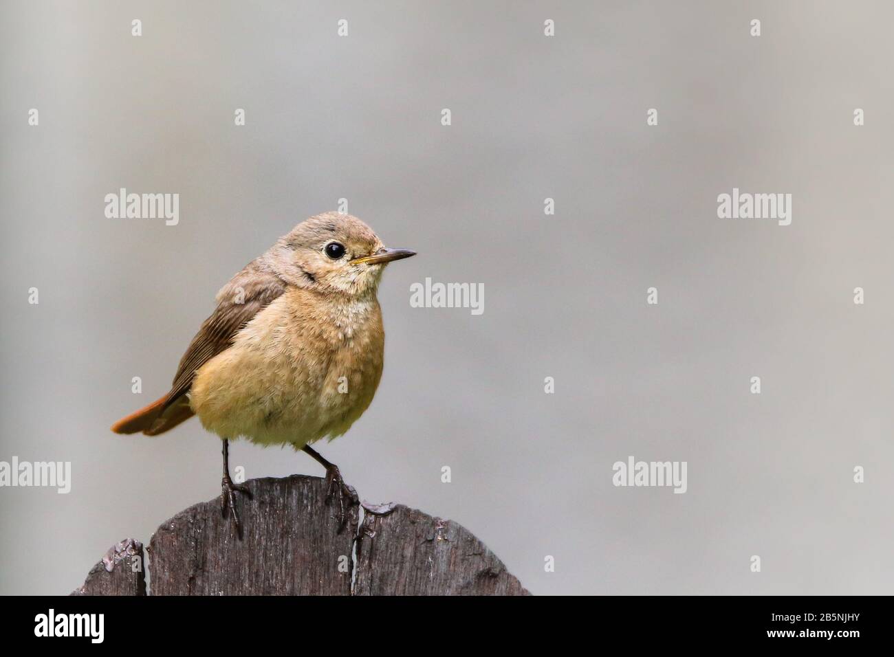 Nightingale brown hi-res stock photography and images - Alamy