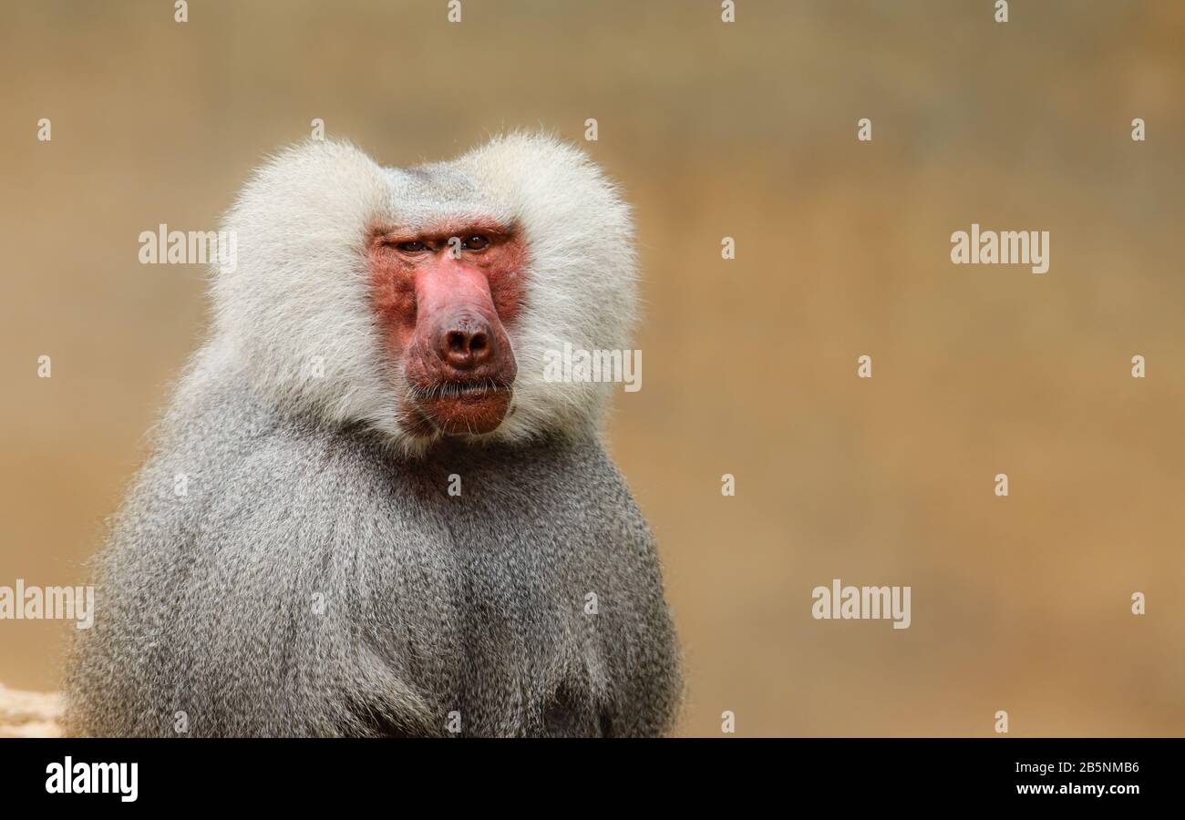 Monkey Looking At Camera High Resolution Stock Photography and Images ...