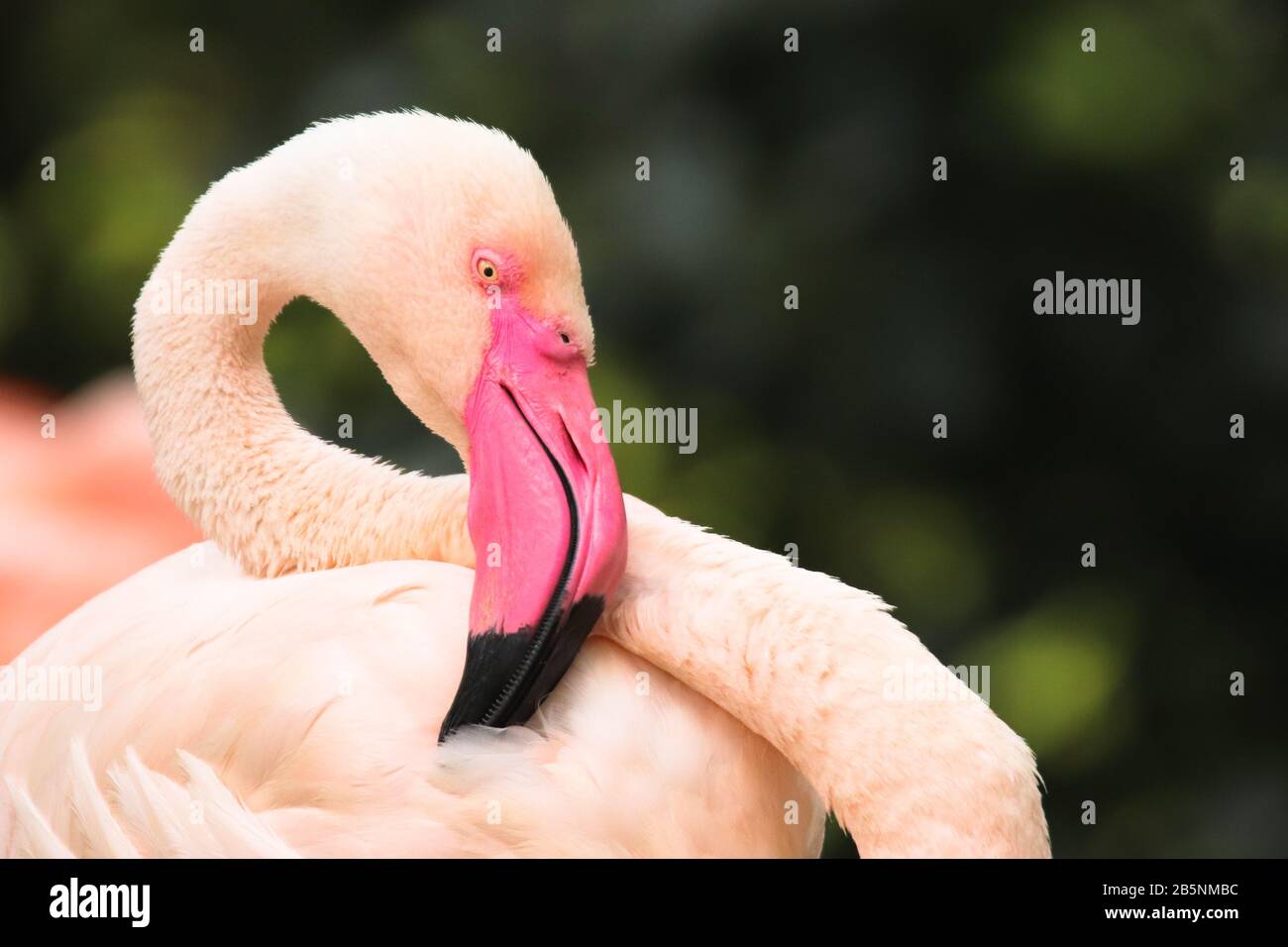 Pink flamingo head and neck detail with long pink beak. Flamingo bird ...