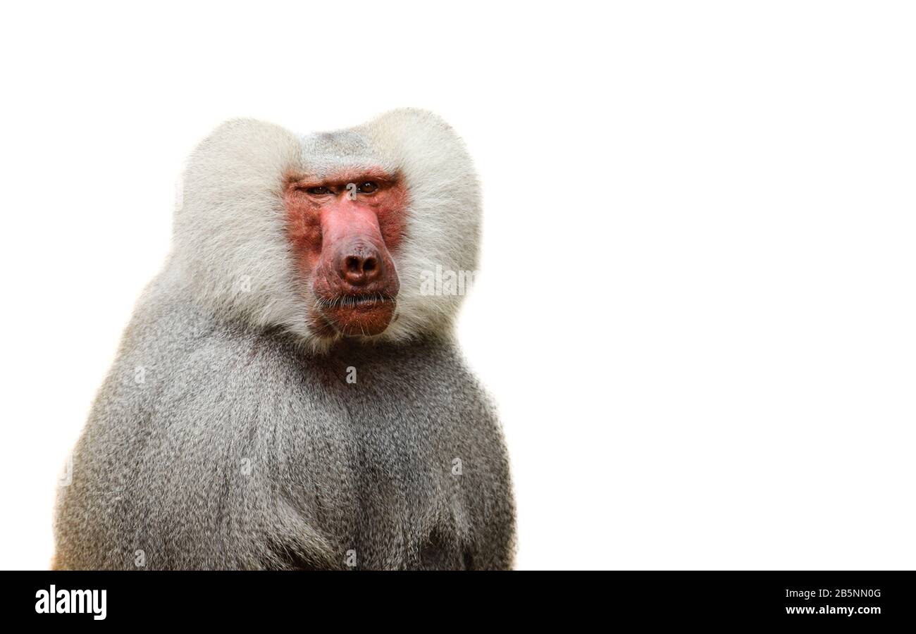 Old baboon hi-res stock photography and images - Alamy
