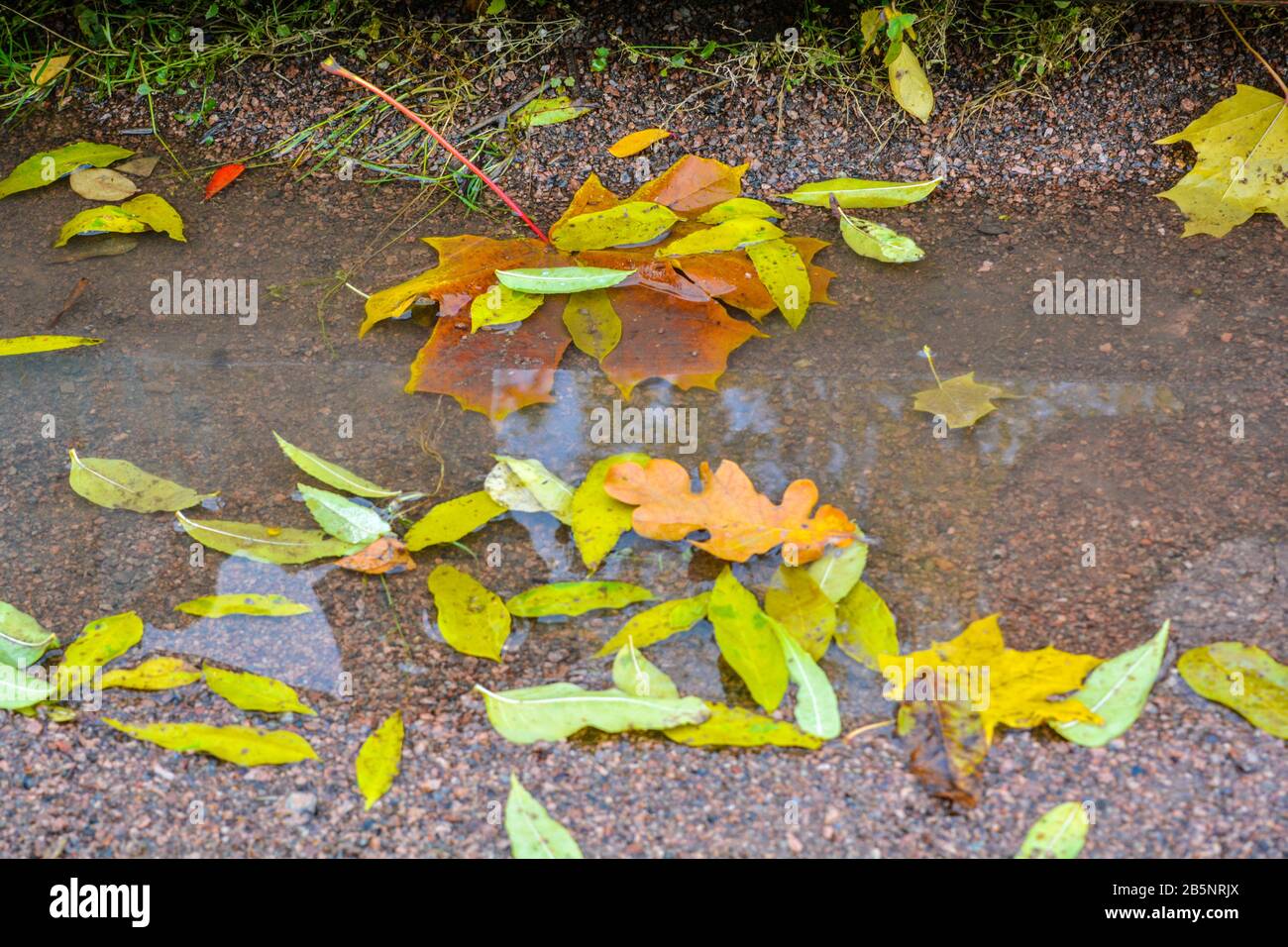Autumn puddle after rain with colorful autumn leaves in reflection water in autumn colors in the ...