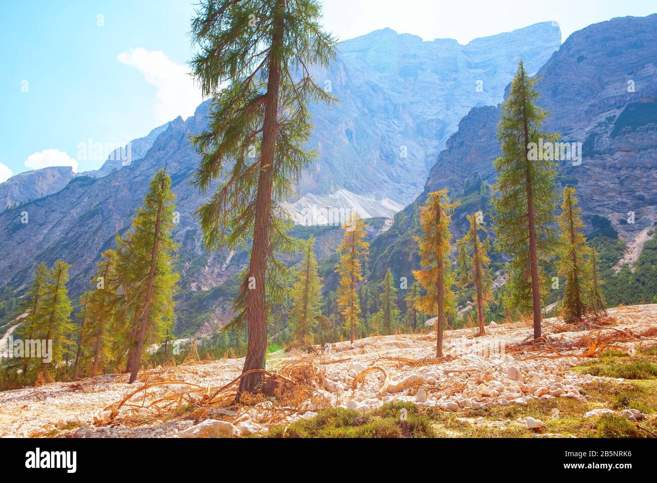 tall coniferous trees and Alps mountains Stock Photo - Alamy