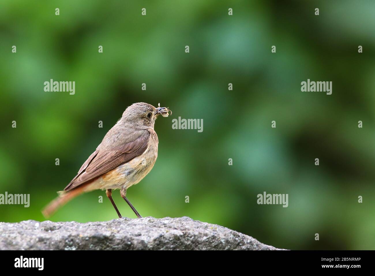 Nightingale brown hi-res stock photography and images - Alamy