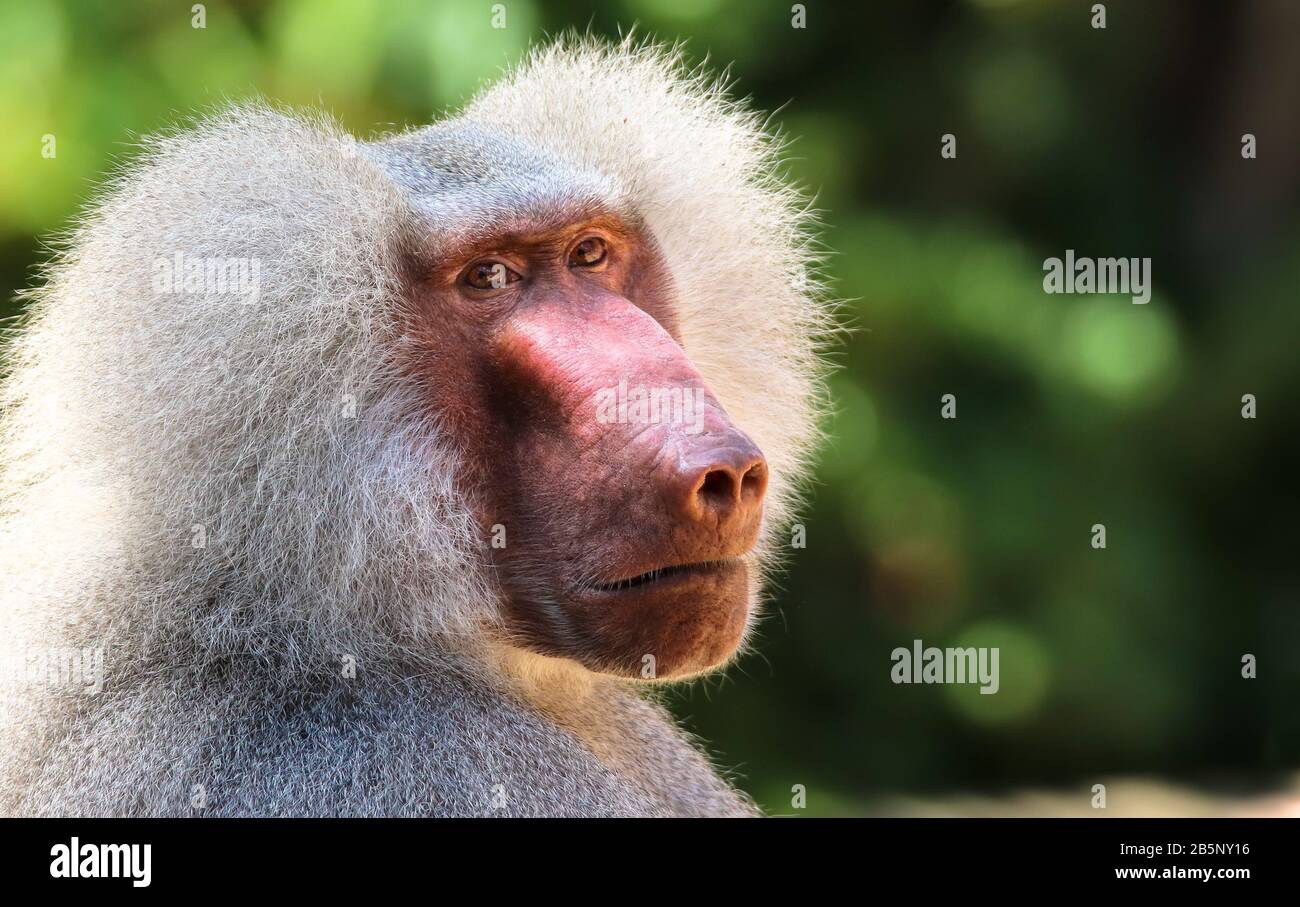 Monkey Looking At Camera High Resolution Stock Photography and Images ...