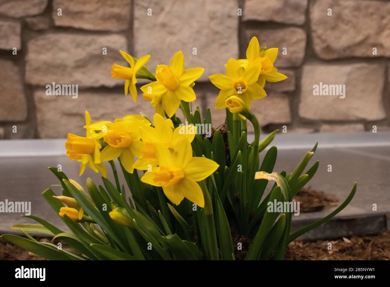 Spring 2020 Daffodils showing their color early in March Stock Photo ...