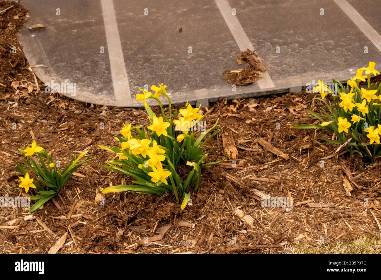 Spring 2020 Daffodils showing their color early in March Stock Photo ...
