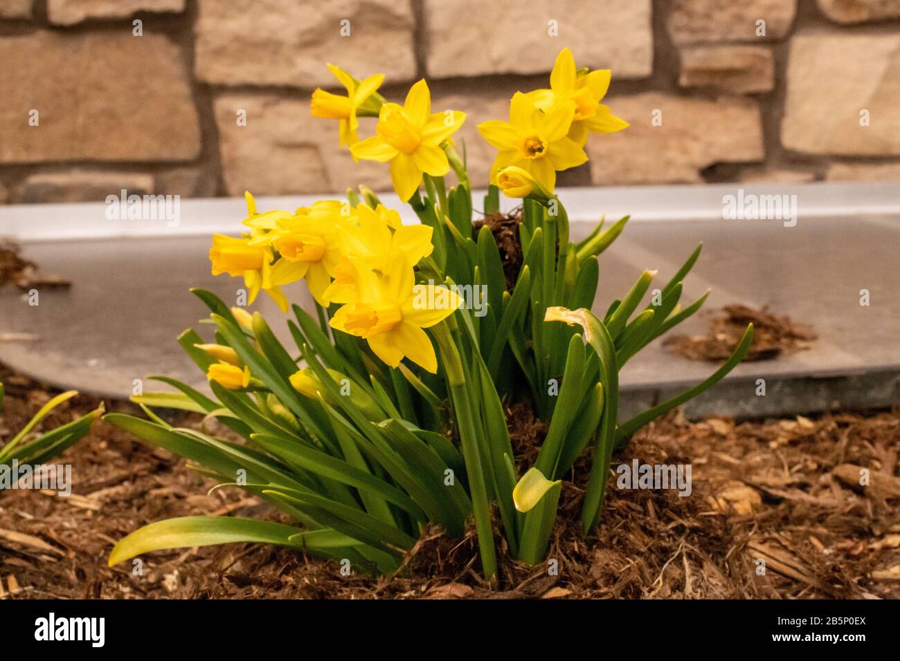 Spring 2020 Daffodils showing their color early in March Stock Photo ...