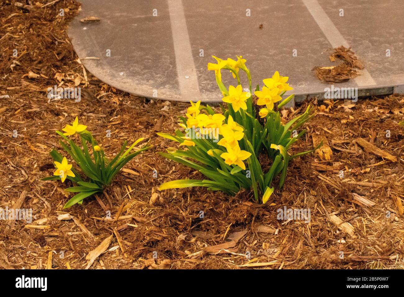 Spring 2020 Daffodils showing their color early in March Stock Photo ...