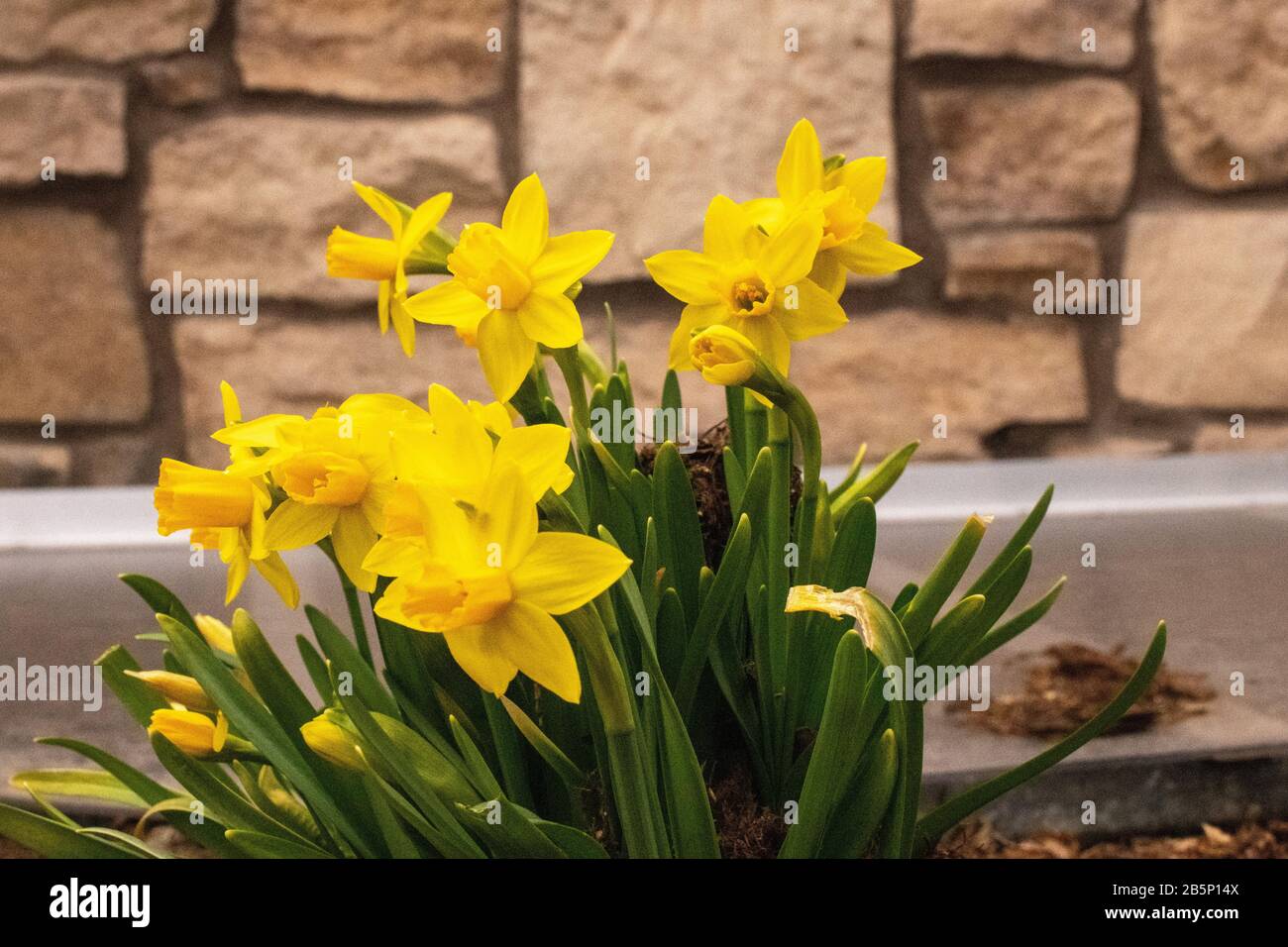 Spring 2020 Daffodils showing their color early in March Stock Photo ...