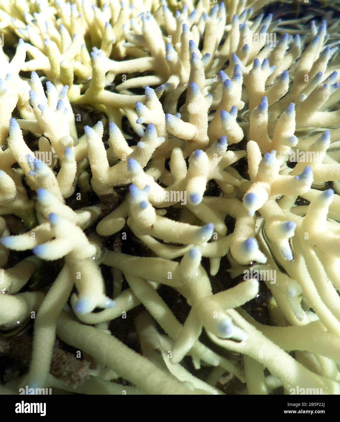 Detail of bleached Acropora coral showing blue tips, Heron Island ...