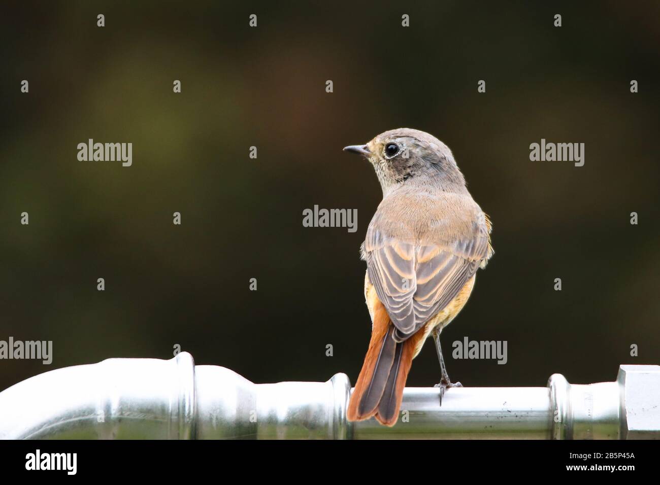 Common Nightingale Singing High Resolution Stock Photography and Images ...