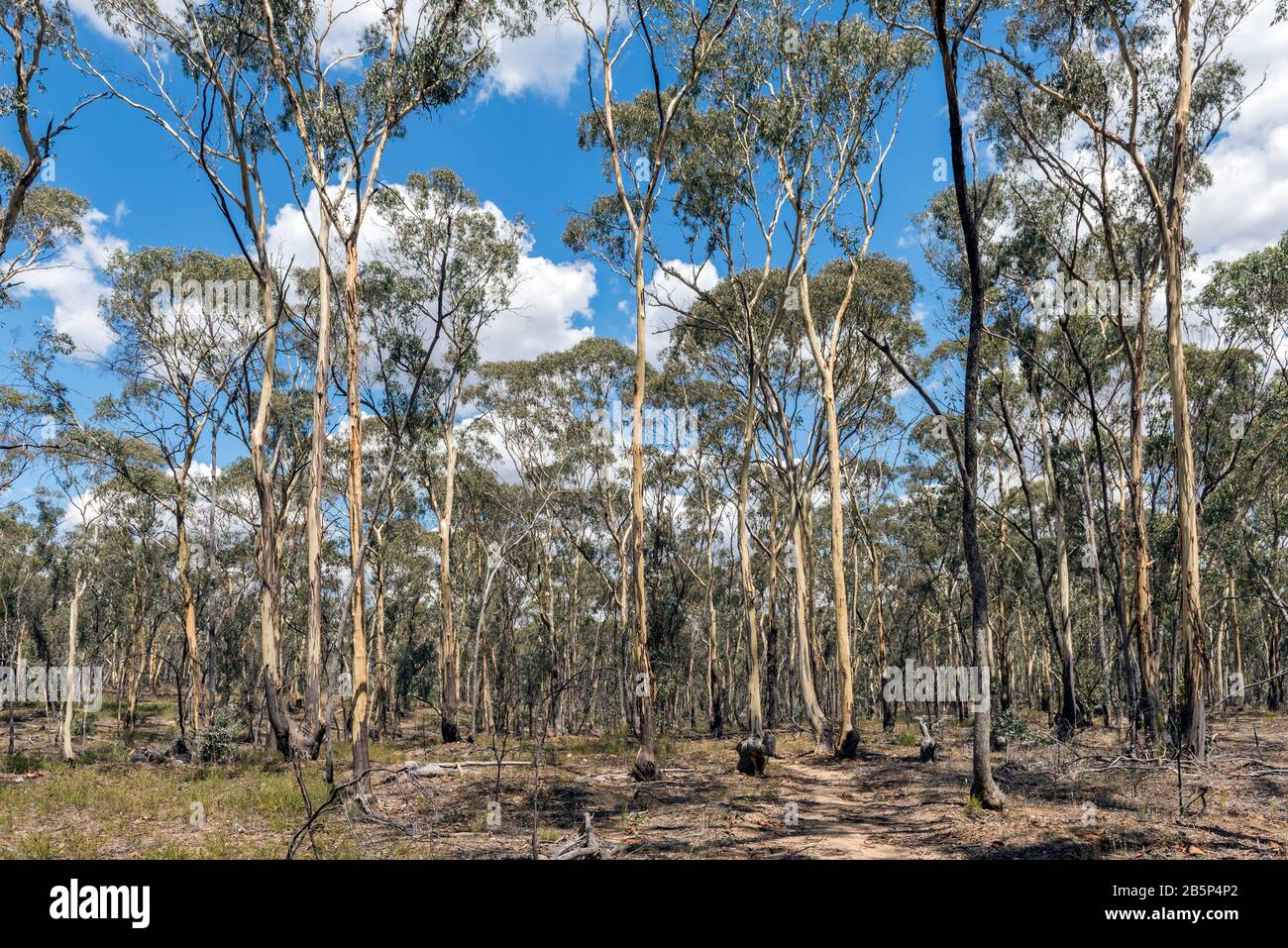 Regenerating Box Iron-Bark Forest, North British Mine, which was the ...