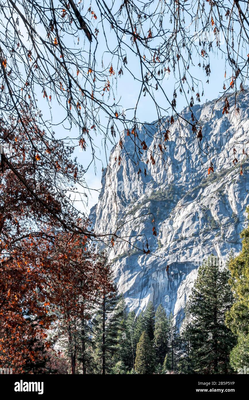 Yosemite National Park Valley, forest with colorful trees and ancient ...