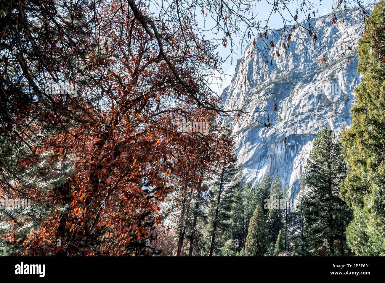 Yosemite National Park Valley, forest with colorful trees and ancient ...