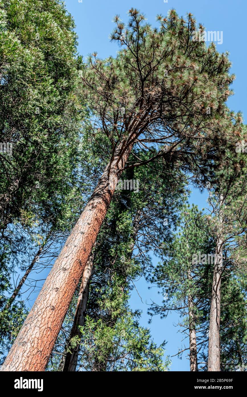 Yosemite National Park Valley, forest with colorful trees and ancient ...