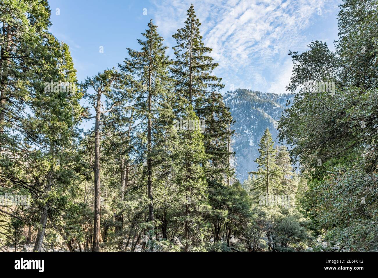 Yosemite National Park Valley, forest with colorful trees and ancient ...