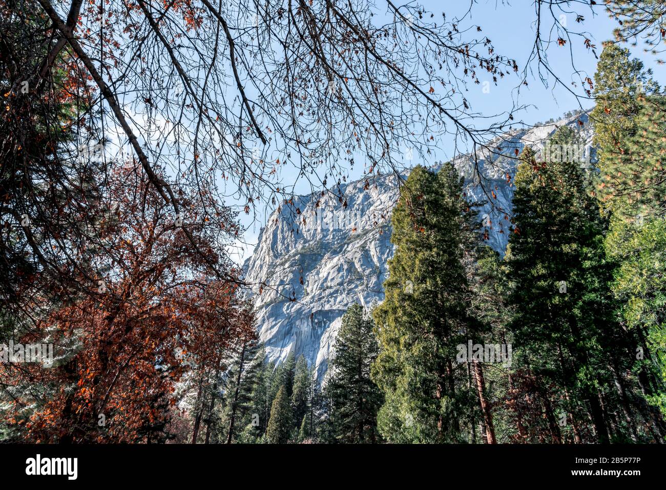 Yosemite National Park Valley, forest with colorful trees and ancient ...