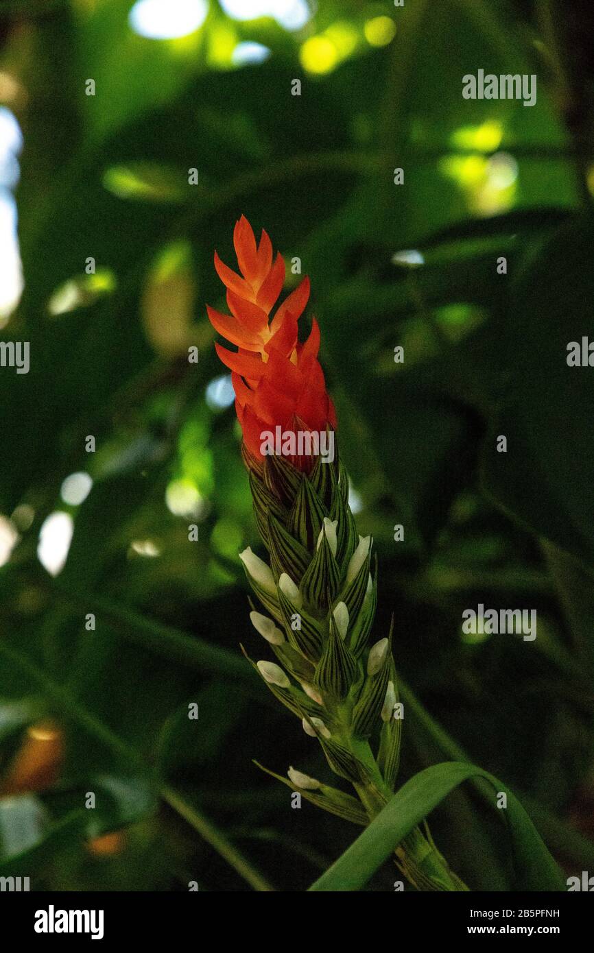 Guzmania monostachia red flower is an epiphytic species that grows in ...